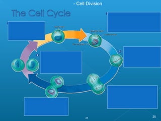 Mitosis ppt | PPT