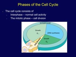 Mitosis ppt | PPTX | Biological Sciences | Science