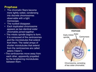 Mitosis ppt | PPT