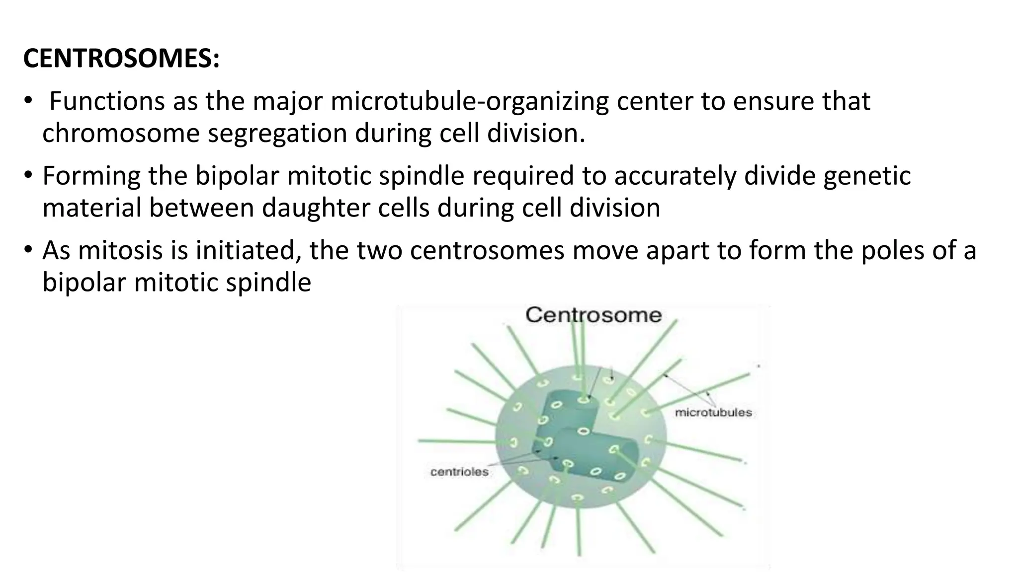 MITOSIS PPT.pptx