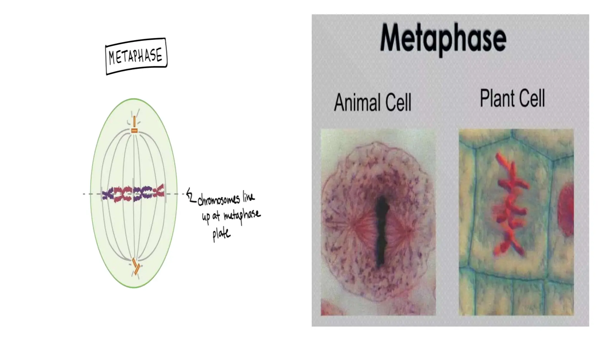 MITOSIS PPT.pptx