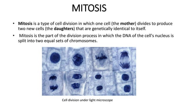 MITOSIS PPT.pptx