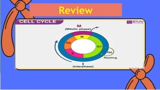 MITOSIS PPT SCIENCE. NINE POWER POINT PRESENTATIOM | PPTX