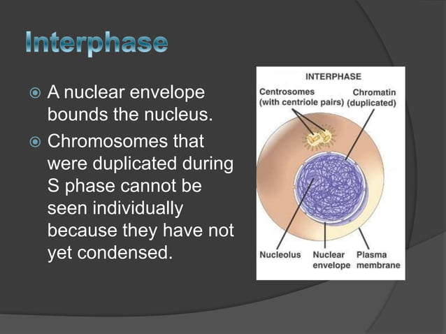 Mitosis presentation final | PPT