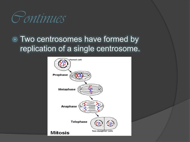 Mitosis presentation final | PPT