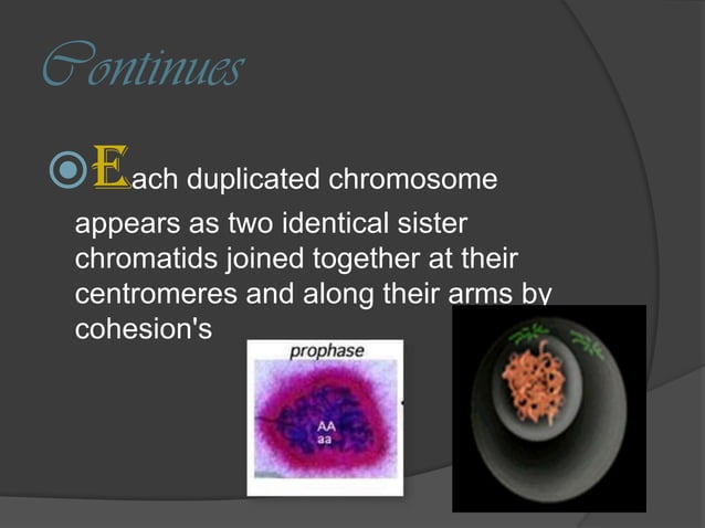 Mitosis presentation final | PPT