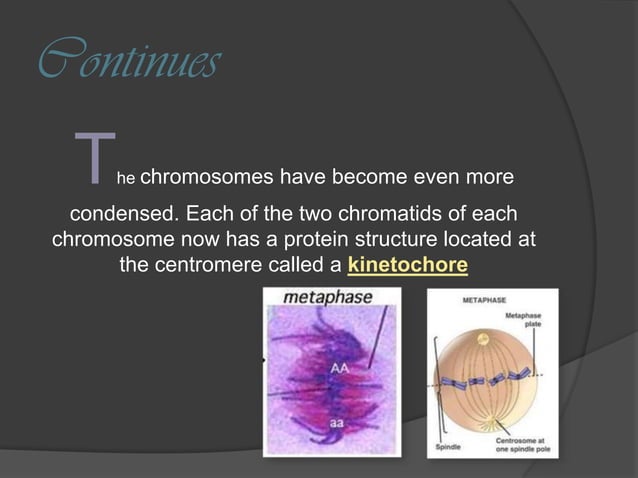 Mitosis presentation final | PPT