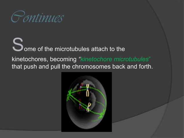 Mitosis presentation final | PPT