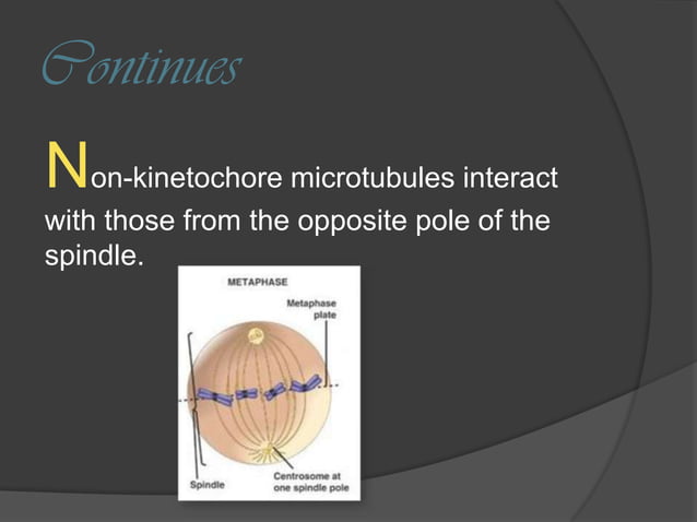 Mitosis presentation final | PPT