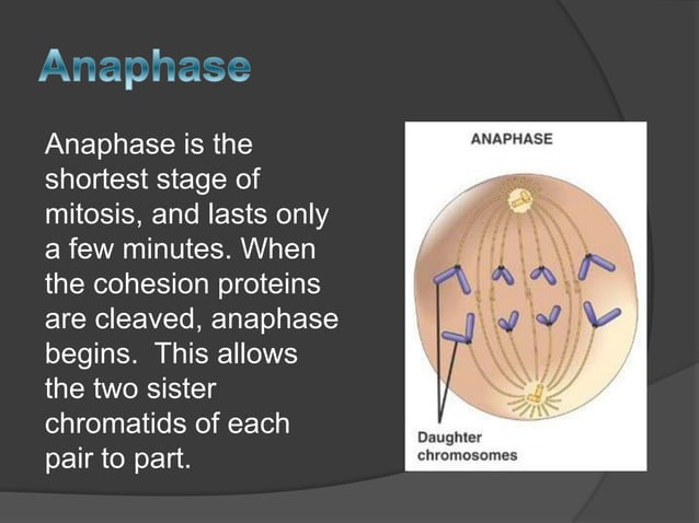 Mitosis presentation final | PPT