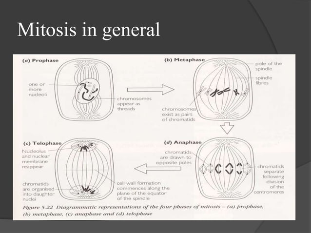 Mitosis presentation final | PPT