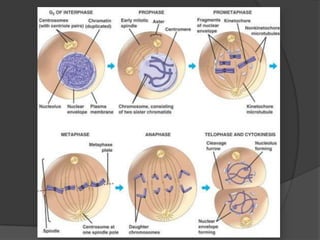 Mitosis presentation final | PPT