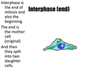 Mitosis project | PPTX