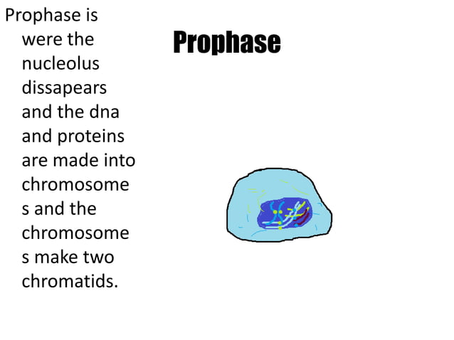 Mitosis project | PPTX