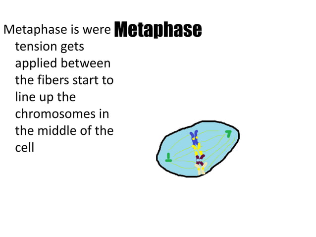 Mitosis project | PPT