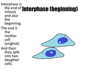 Mitosis project | PPTX