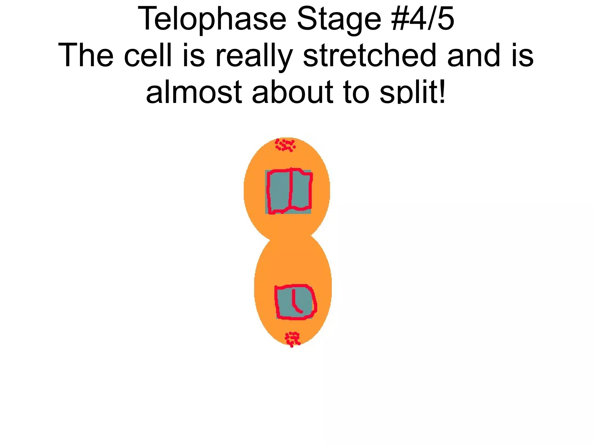 Mitosis project (flipbook). | ODP