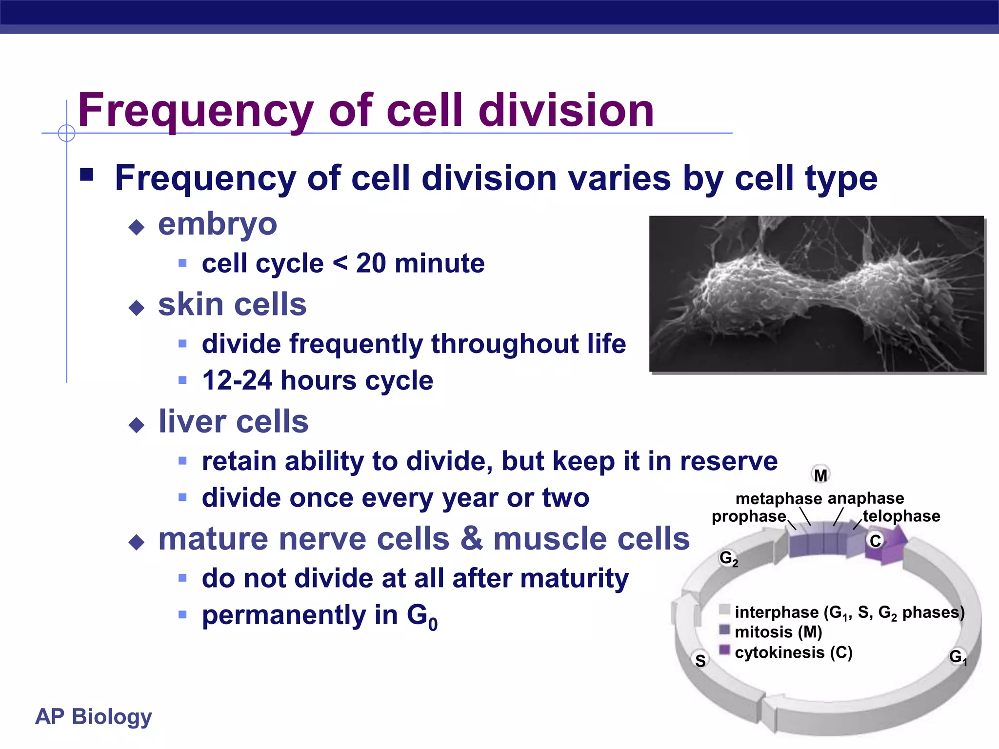 mitosis regulation.ppt