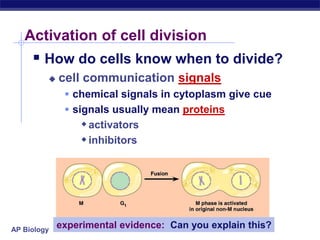 mitosis regulation.ppt