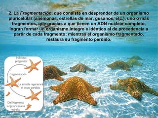 Mitosis Reproduccion Asexual | PPS
