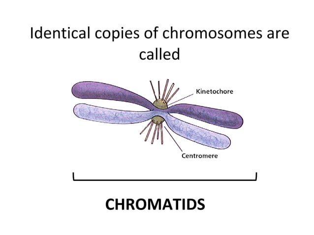 Mitosis Review Ppt
