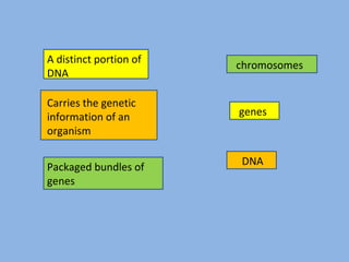 Mitosis Review Ppt