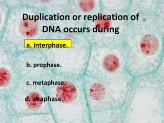 Mitosis review | PPT