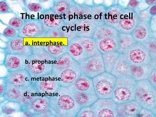 Mitosis review | PPT