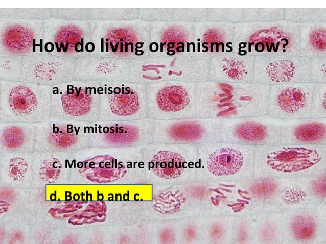 Mitosis review | PPT