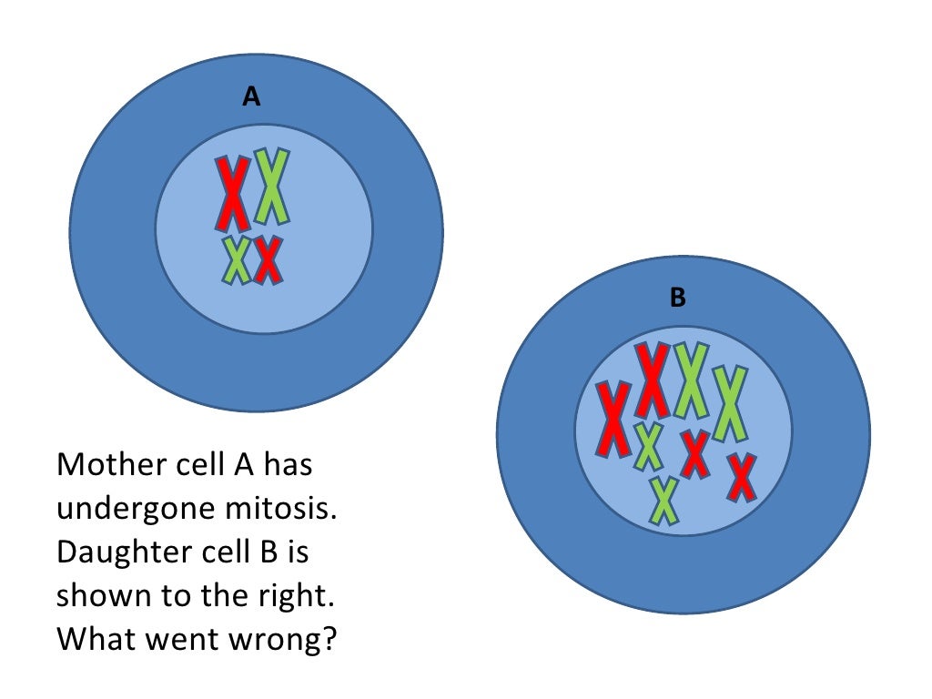 Mitosis review
