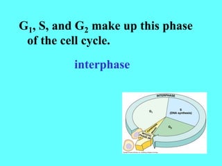 Mitosis review | PPTX | Biological Sciences | Science