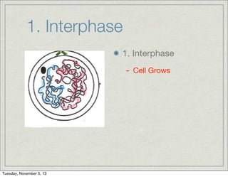 Mitosis revised | PPT
