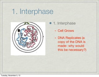 Mitosis revised | PPT