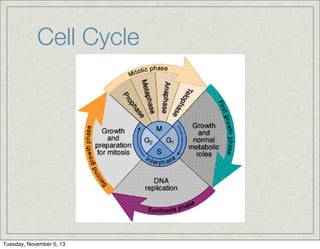 Mitosis revised | PPT