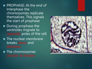 mitosis roslyn in biotechnology Engineering.ppt