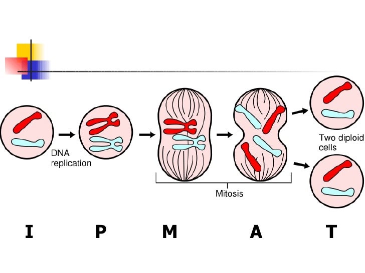Mitosis Silviasalas