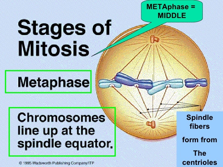Labelled Diagram Of Metaphase