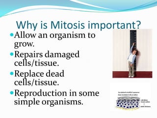Mitosis simphiwe | PPTX