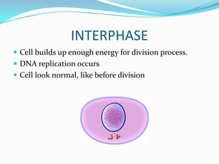 Mitosis simphiwe | PPTX