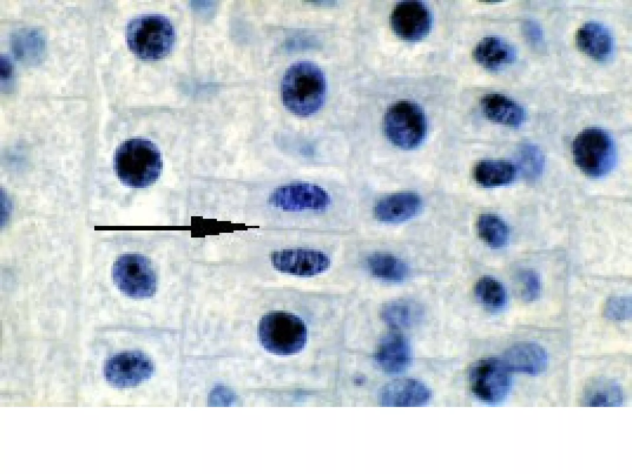 Mitosis Slides | PPT
