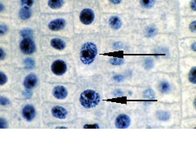 Mitosis Slides | PPT