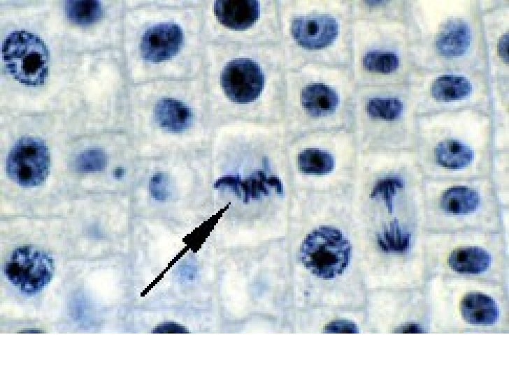 Interphase Of Mitosis Slide