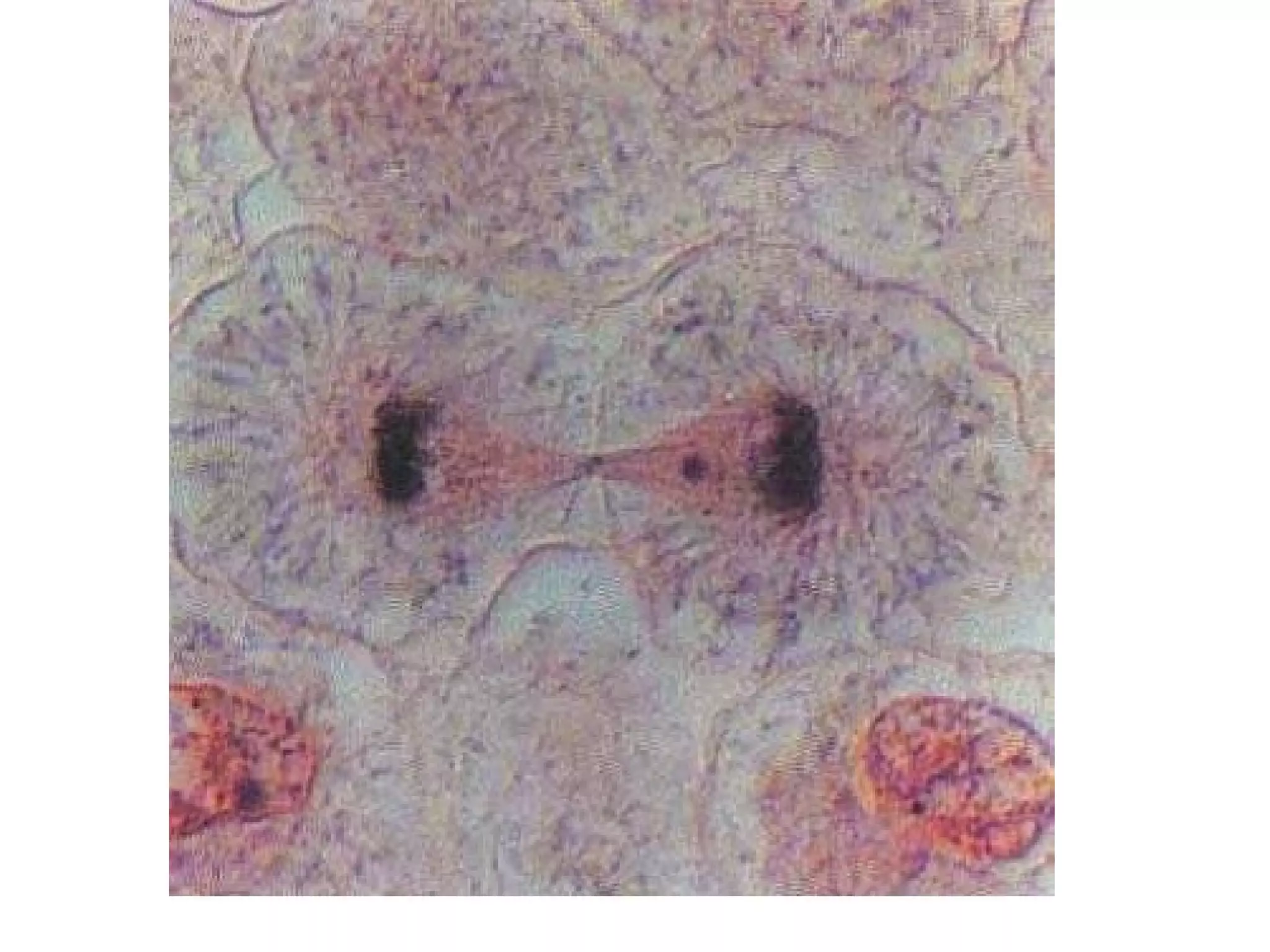 Mitosis Slides Ppt
