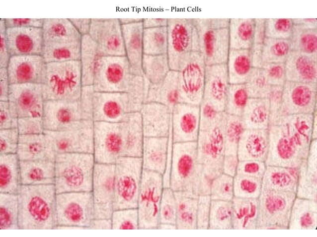 Mitosis Slides Ppt Biological Sciences Science