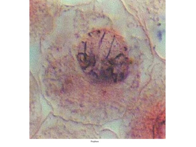 Mitosis Slides Ppt Biological Sciences Science
