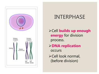 Mitosis | PPT