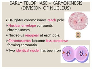 Mitosis | PPTX