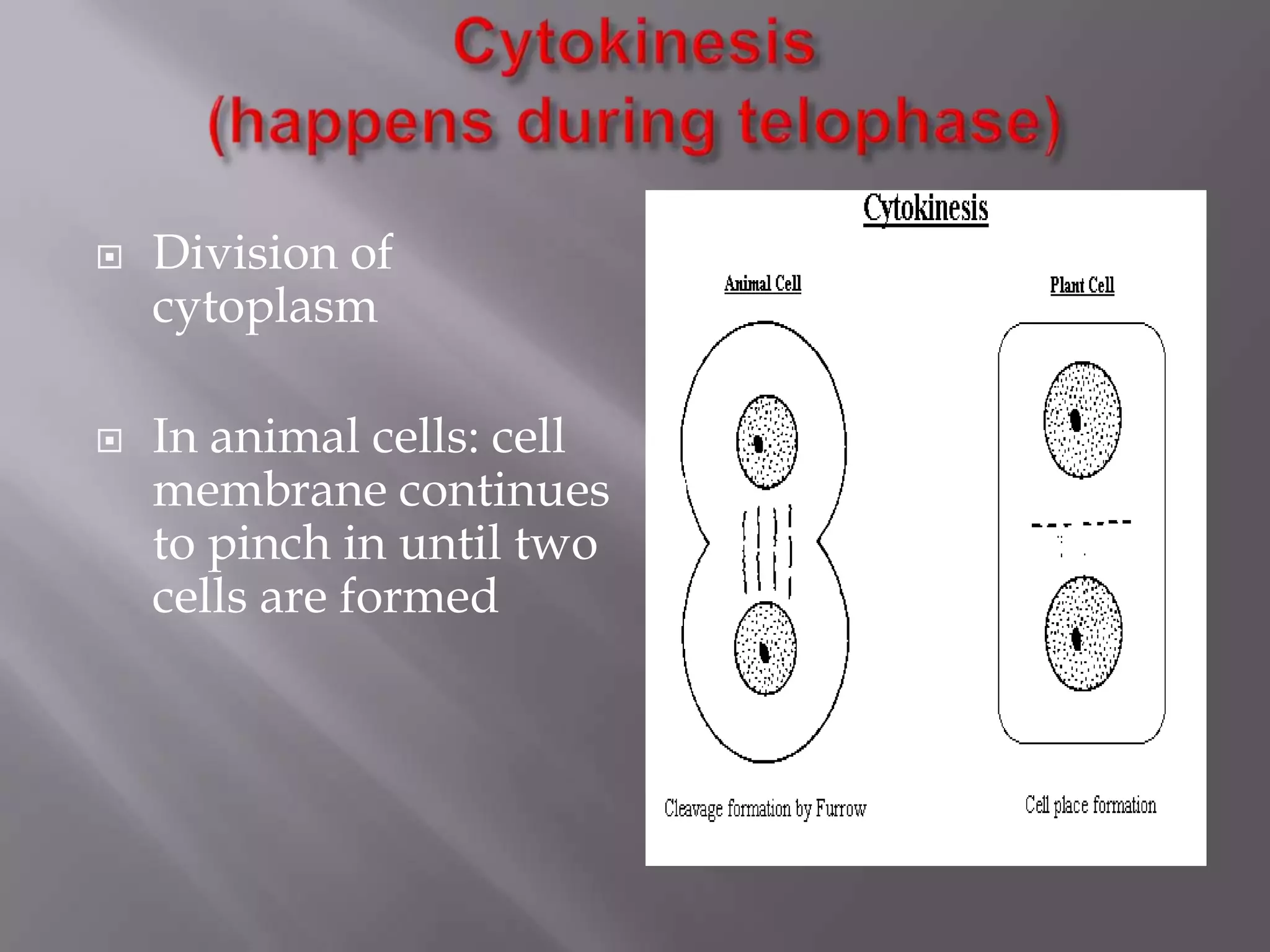 Mitosis | PPT