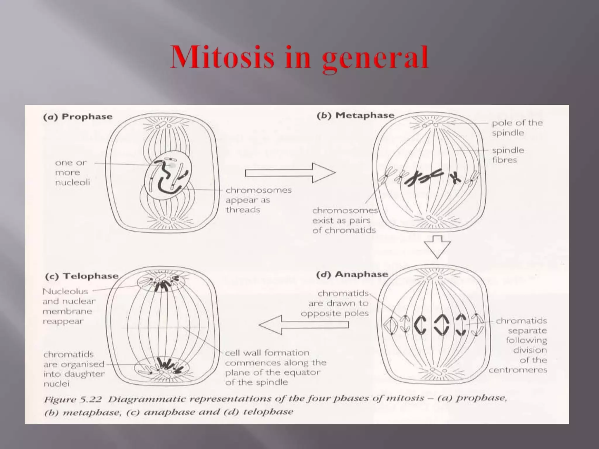 Mitosis | PPT