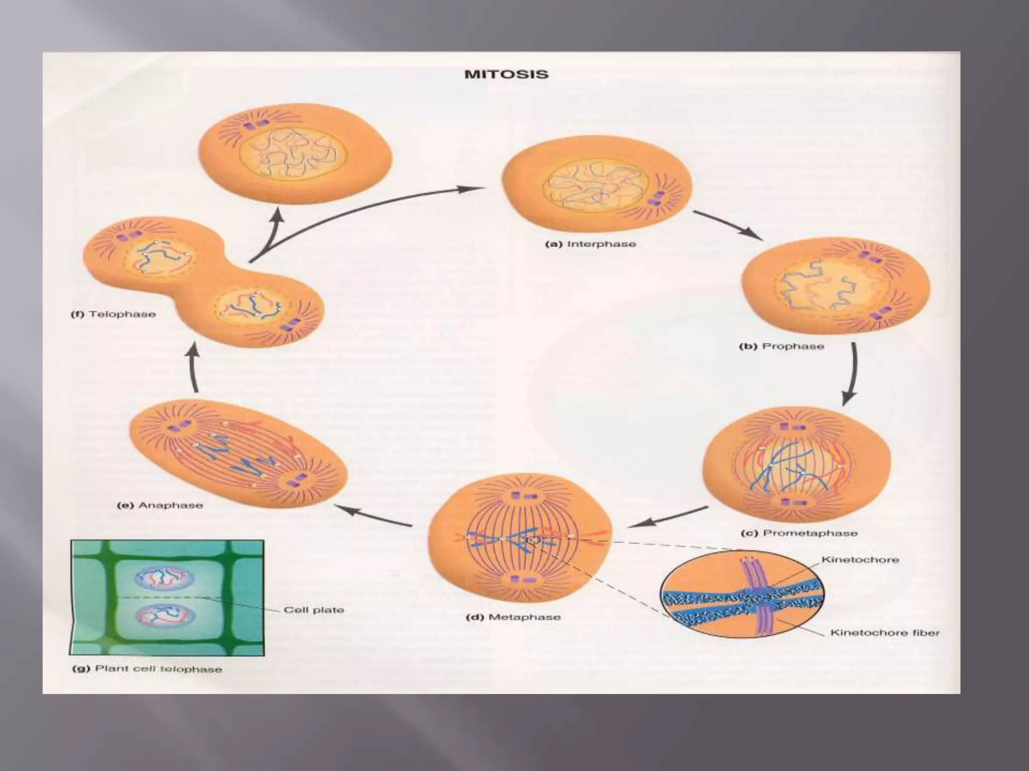 Mitosis | PPT